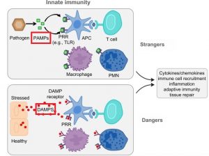 ワクチンが活性化する自然免疫反応 | 高橋医院